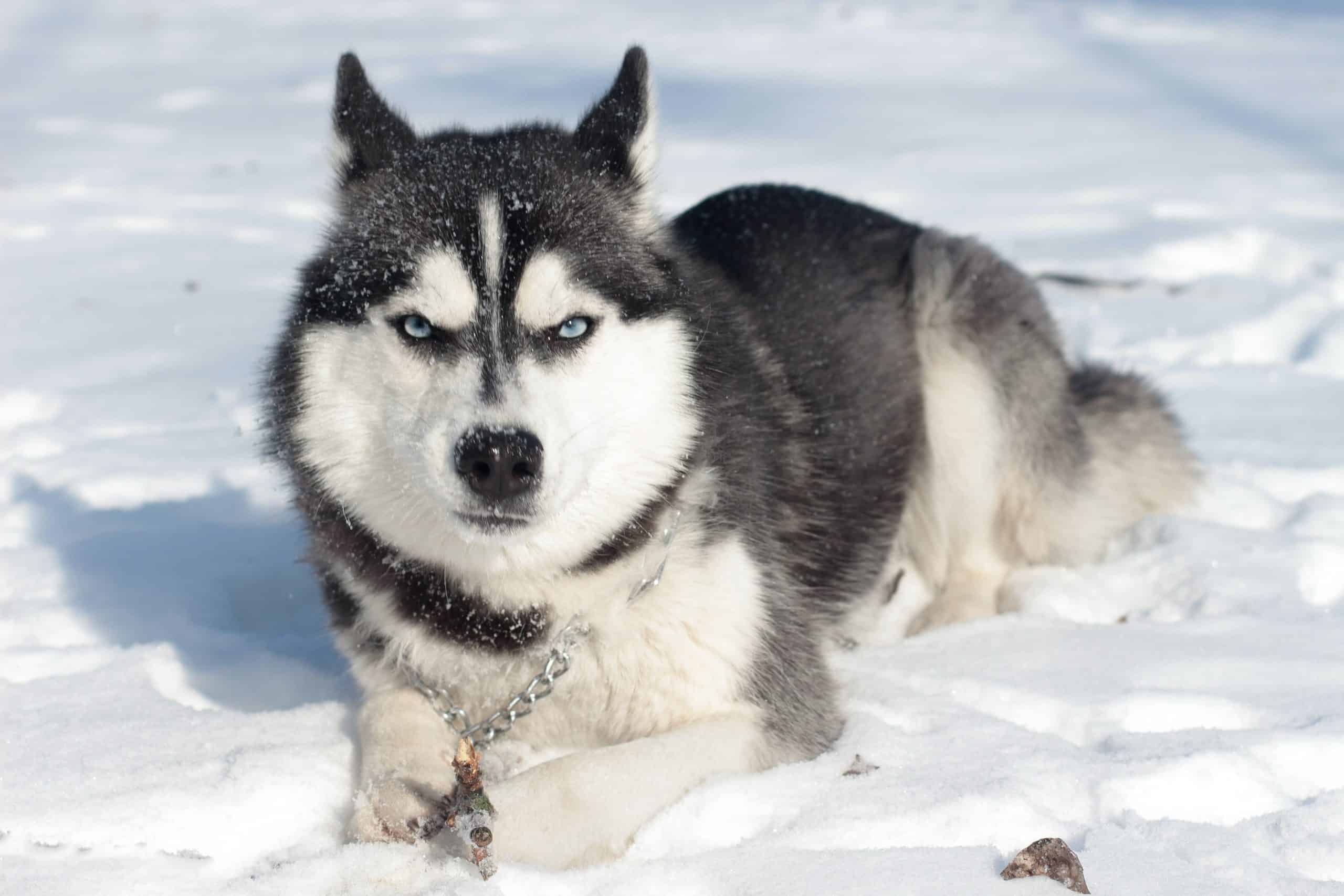  Le Husky Comme Animal Totem Symbole Et Signification